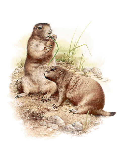 Cautiousness - Institute in Basic Life Principles