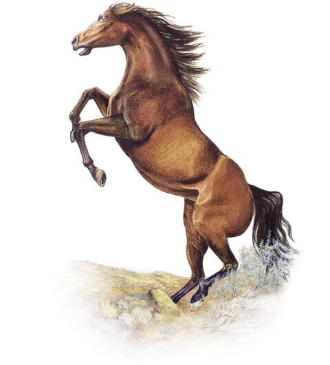 Meekness - Institute in Basic Life Principles