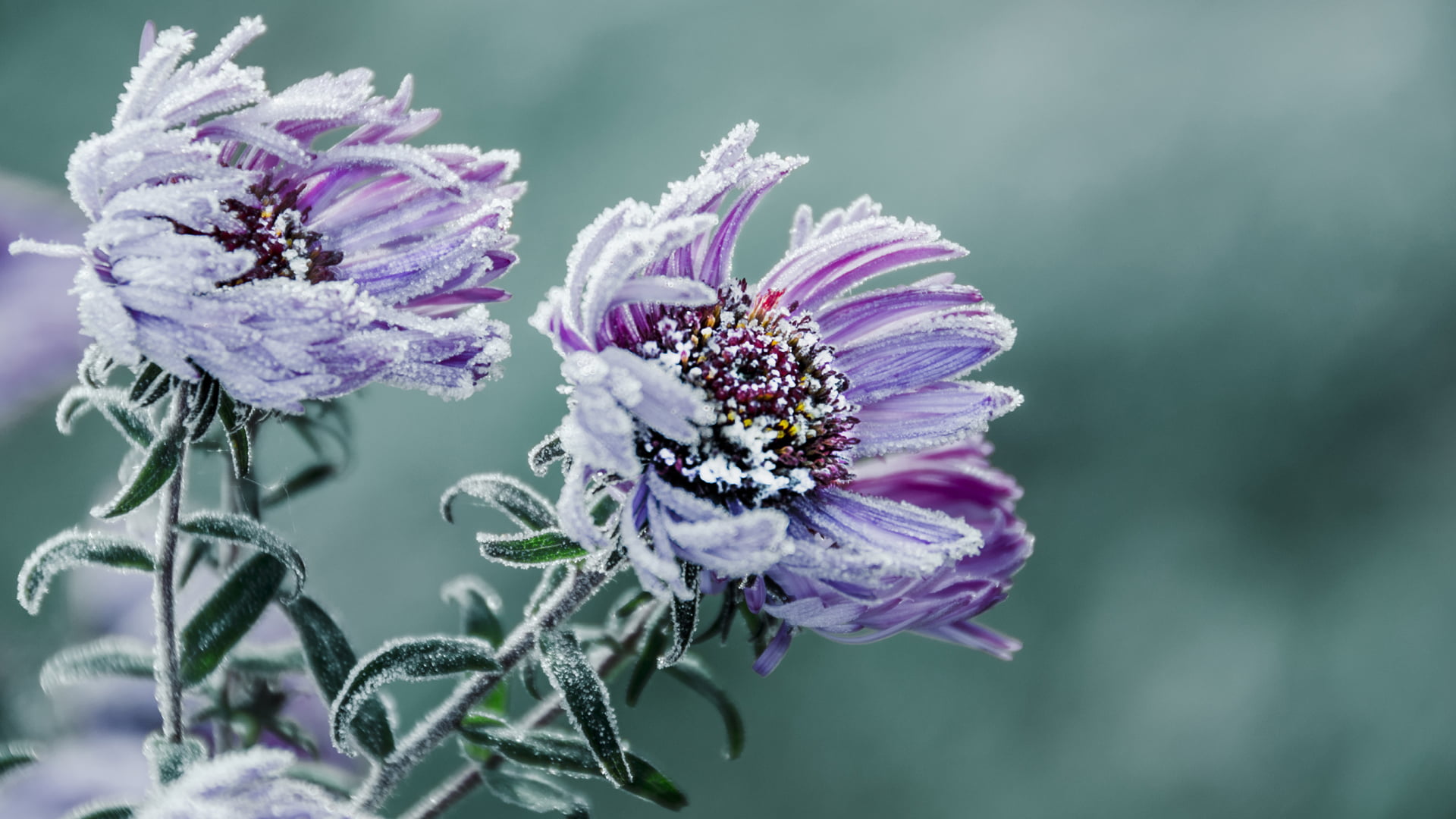 “Teach Us to Number Our Days” - Institute in Basic Life Principles