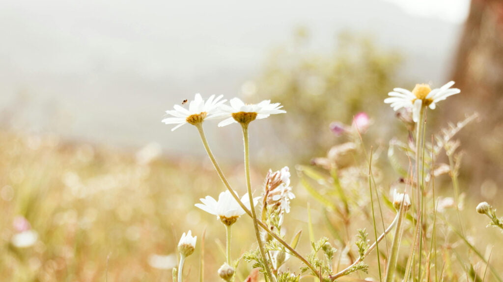Grace and Freedom - Institute in Basic Life Principles