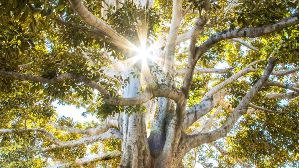 God Was Manifest in the Flesh - Institute in Basic Life Principles