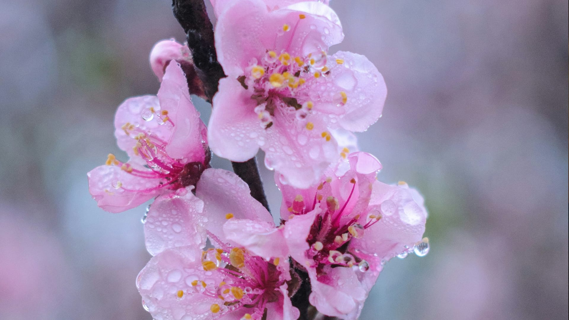 I Am Gracious - Institute in Basic Life Principles