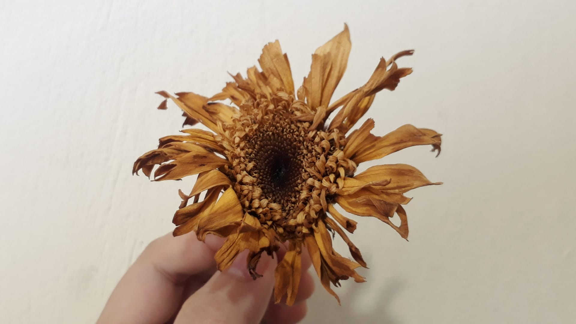 The Fading Flower That Lives Again - Institute in Basic Life Principles