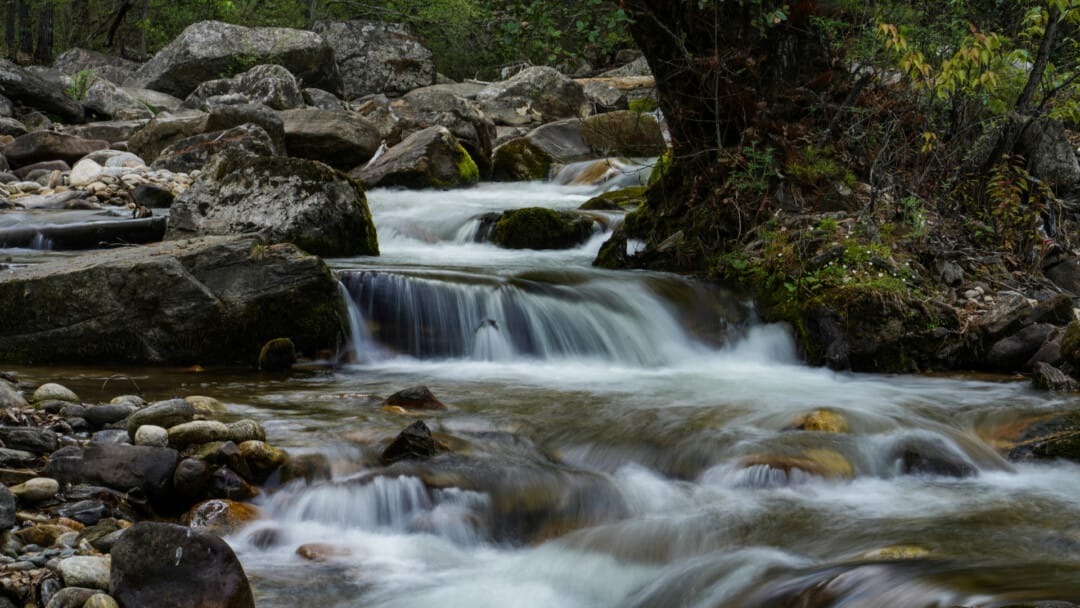 Johann Sebastian Bach: Soli Deo Gloria - Institute in Basic Life Principles