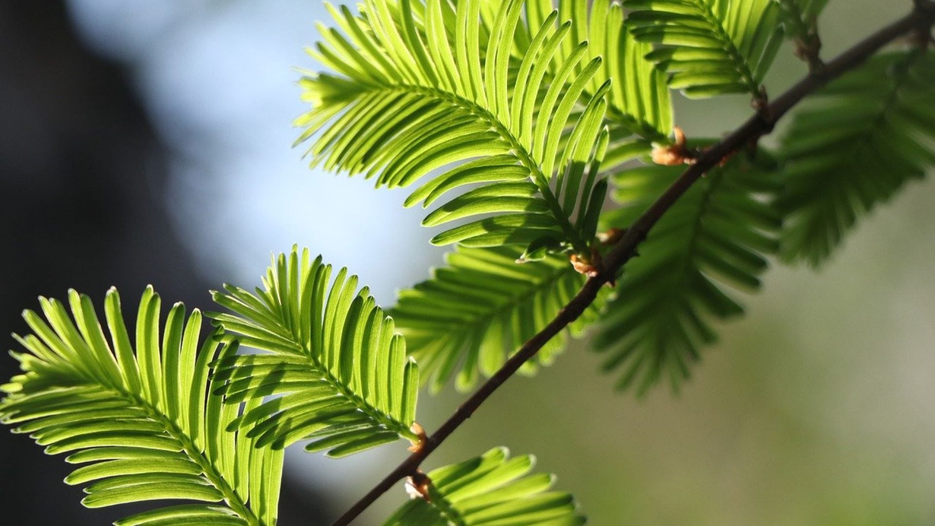 How Long, O Lord? - Institute in Basic Life Principles