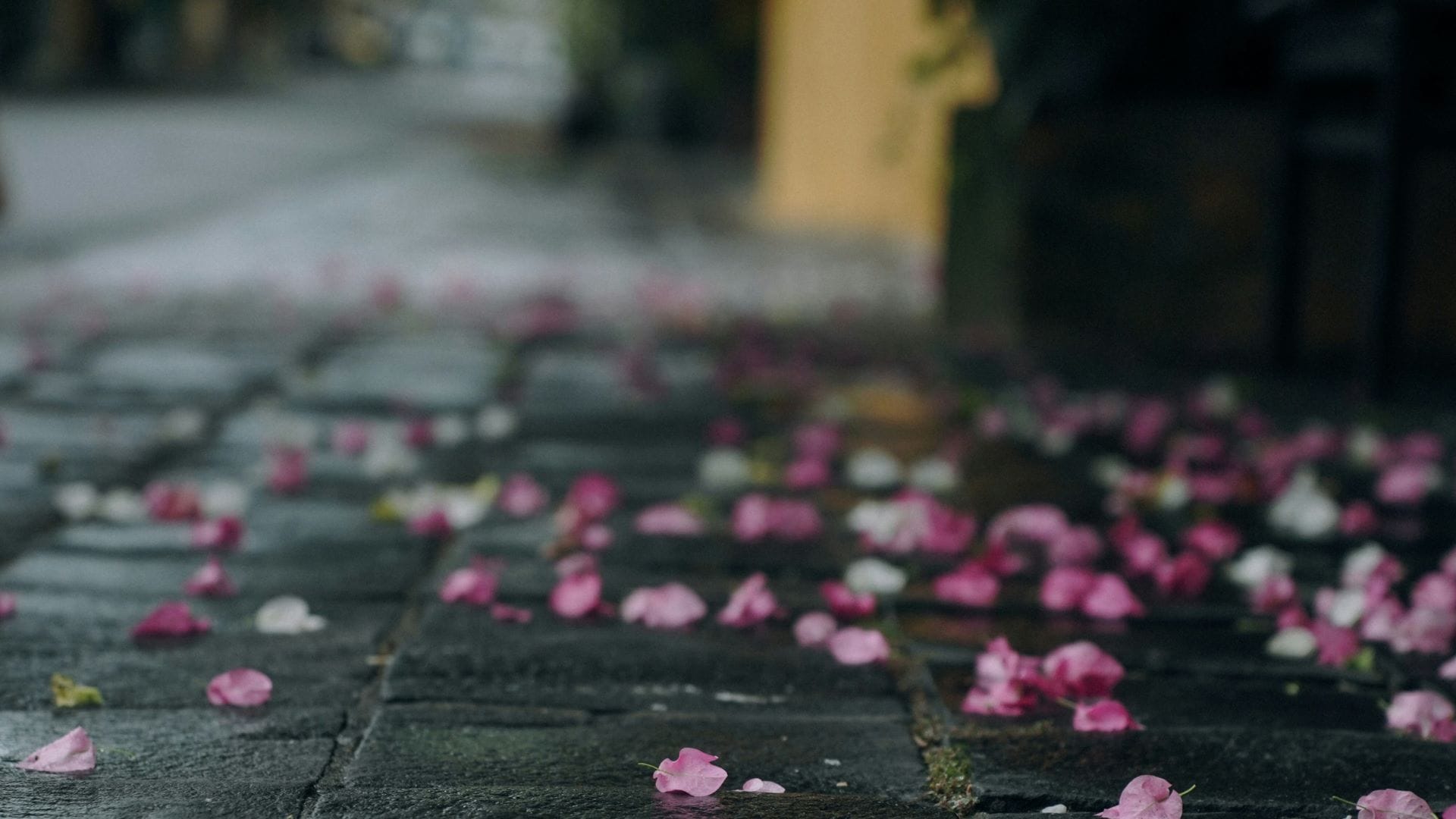 Why Do Christians Divorce? - Institute in Basic Life Principles