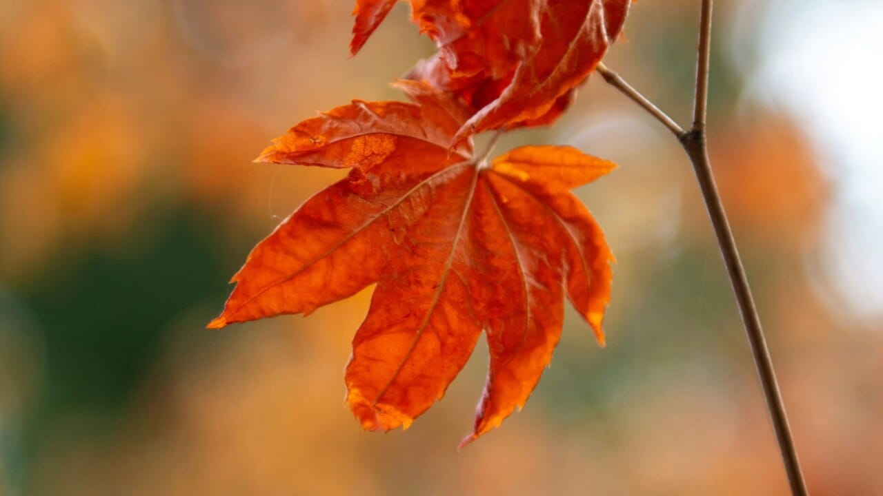 God’s Care for the Contrite Spirit - Institute in Basic Life Principles